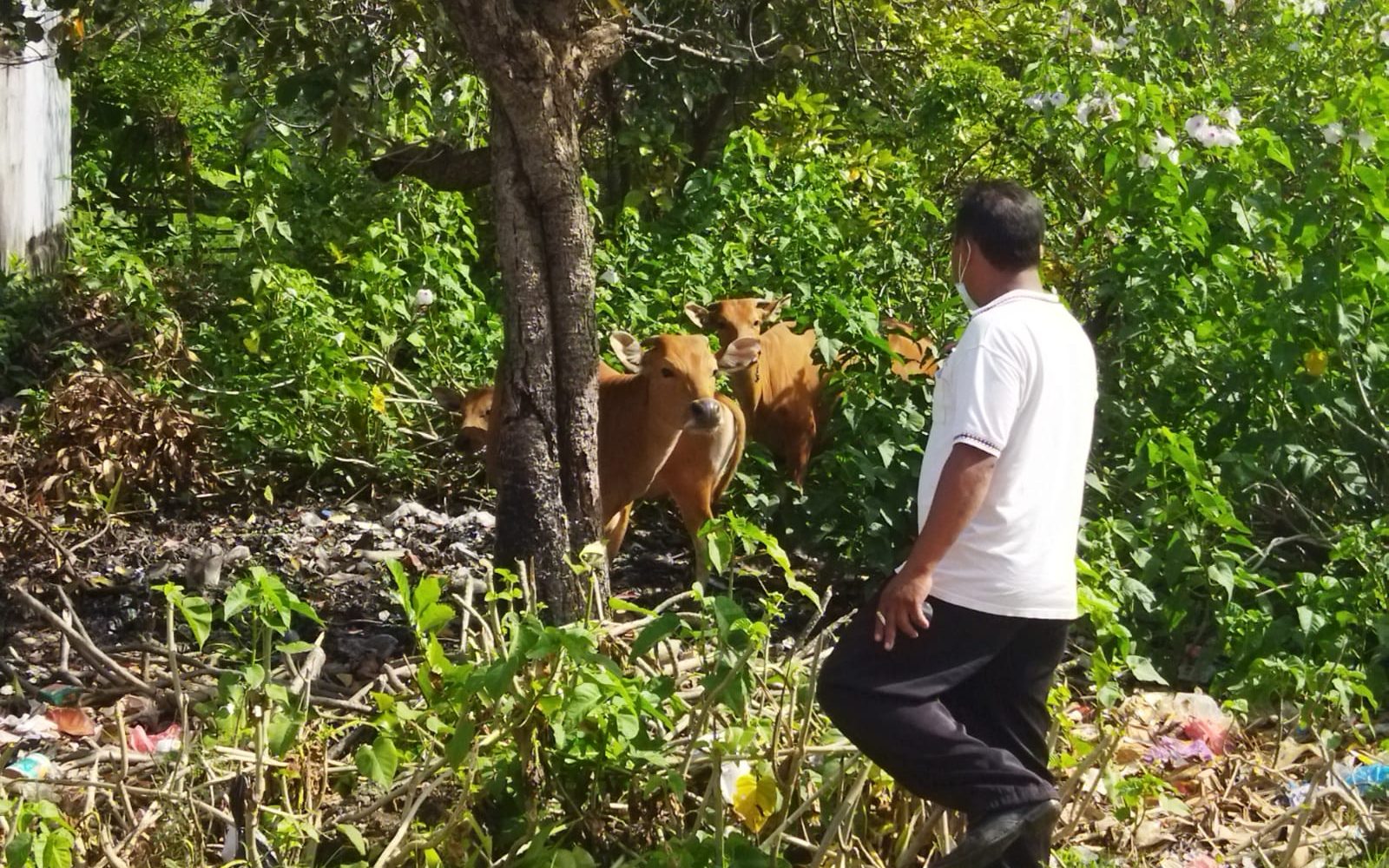 Viral, Gerombolan Sapi Korek-korek Sampah di Pemecutan Kelod Denpasar ...