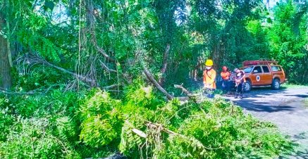 Pohon Intaran Tumbang Tutupi Jalan Pedesaan Yeh Malet Karangasem ...